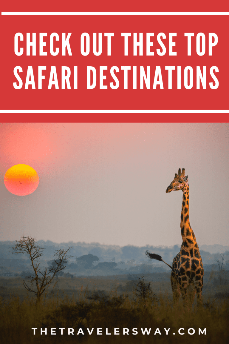 5 Top Safari Destinations To Visit Right Now The Travelers Way