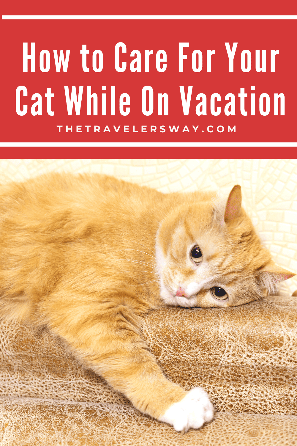 Expert Guide How To Care For Your Cat While On Vacation The Travelers Way